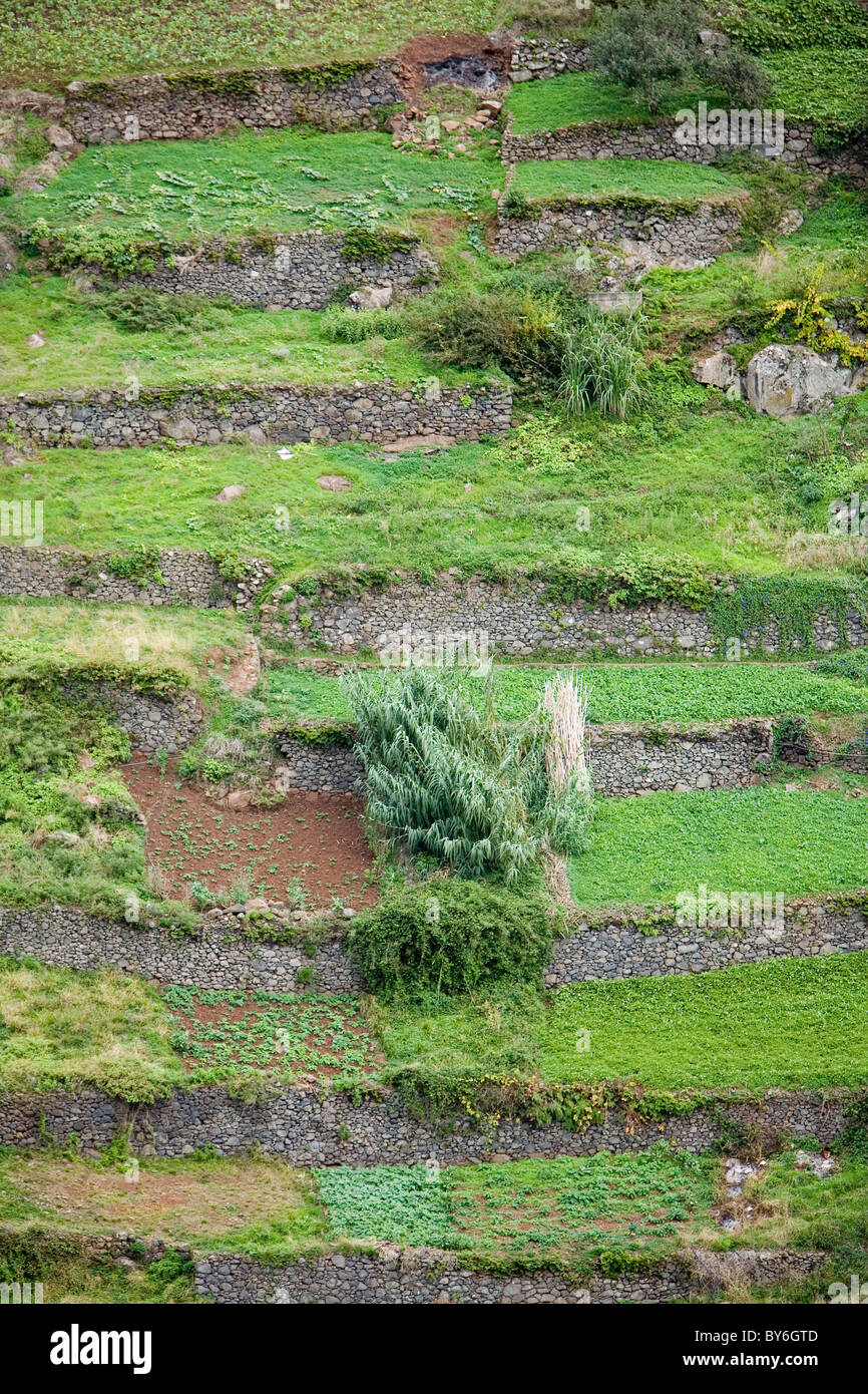 Terraced fields for farming, Madeira Stock Photo - Alamy