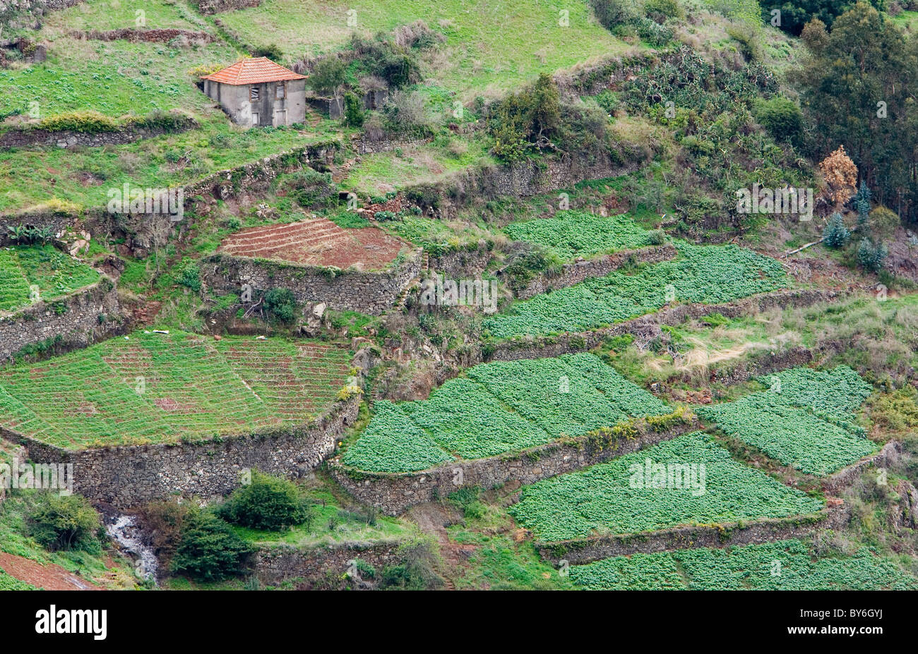 Terraced fields for farming, Madeira Stock Photo - Alamy