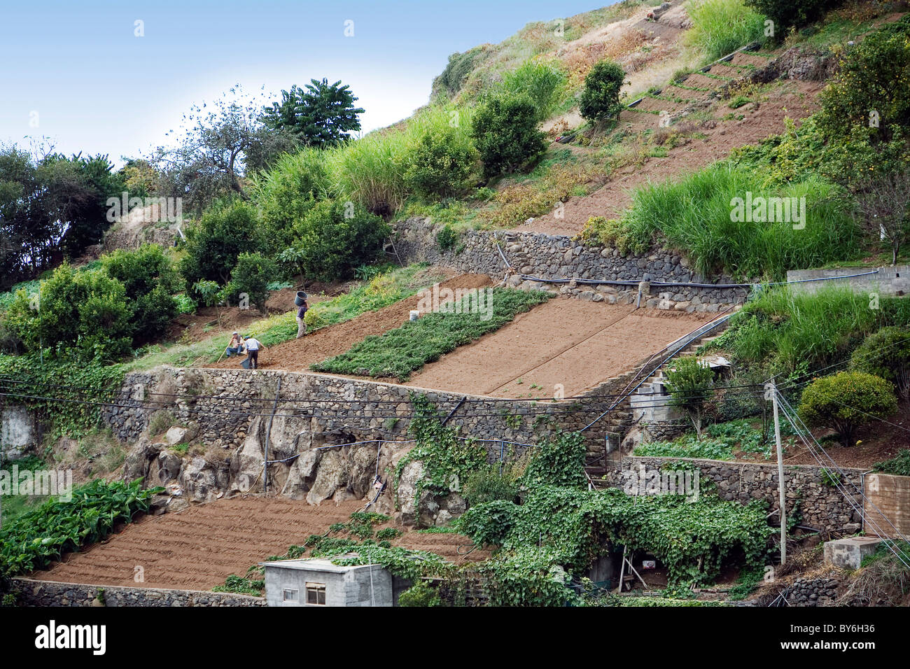 Farmers working in terraced fields, Madeira Stock Photo - Alamy