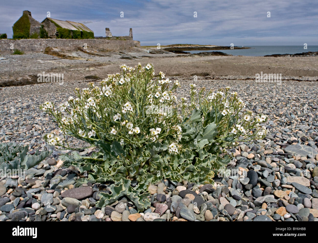 Picture of a wild flower hi-res stock photography and images - Alamy