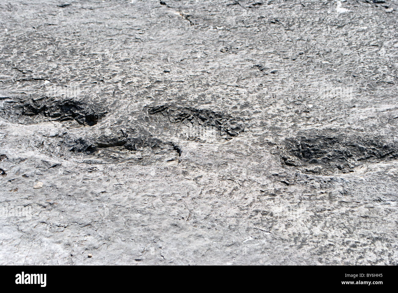 prehistoric dinosaur footprints in the rock Stock Photo - Alamy