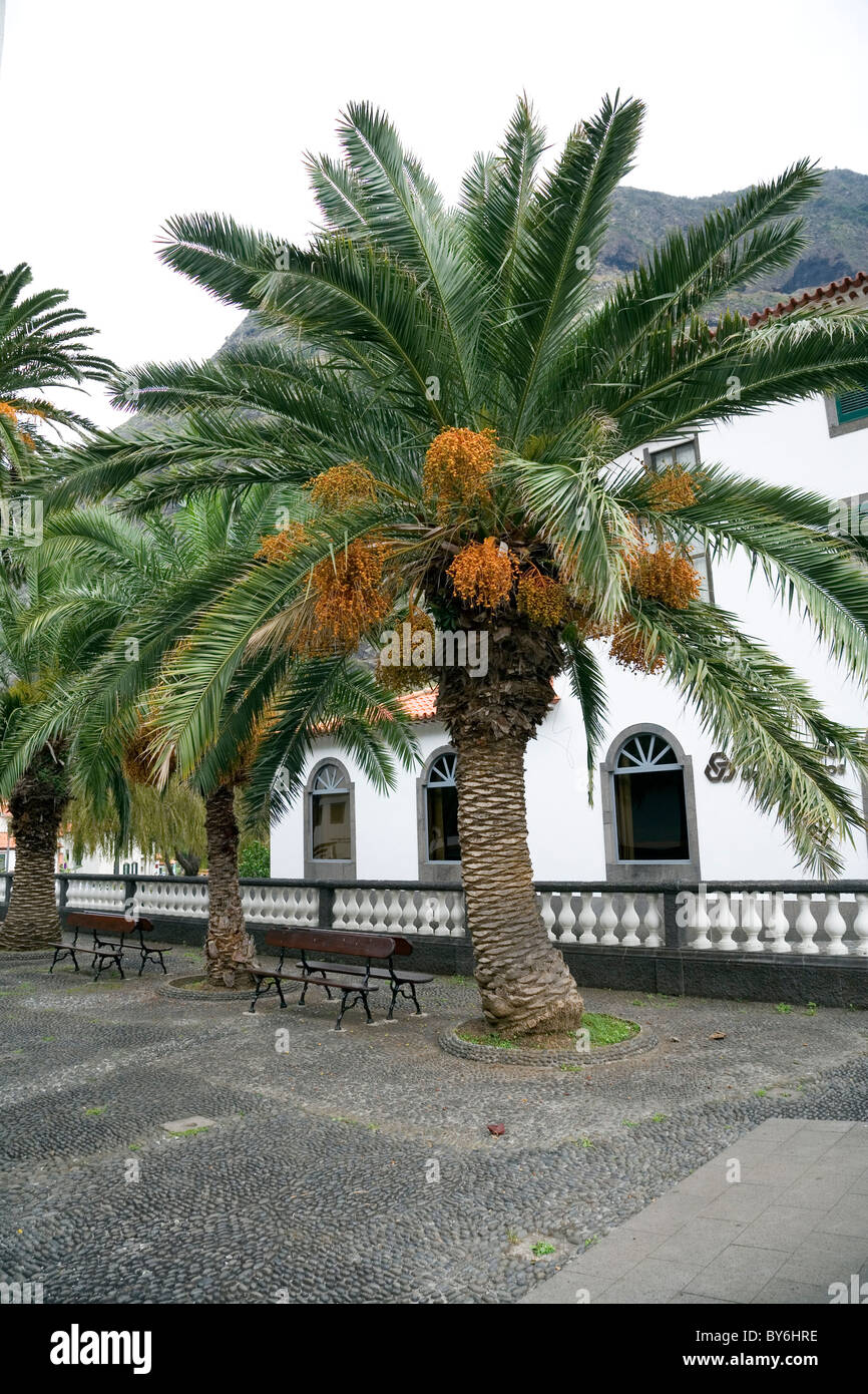 Phoenix dactylifera seeds hi-res stock photography and images - Alamy