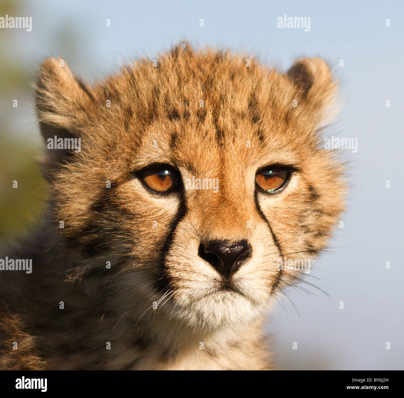 Cheetah with bloody face hi-res stock photography and images - Alamy
