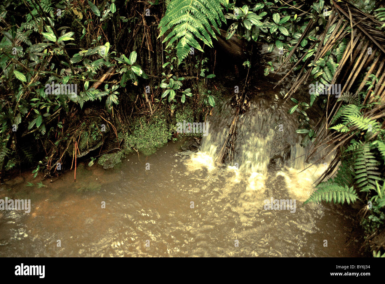 Small waterfall in the rain forest Stock Photo - Alamy