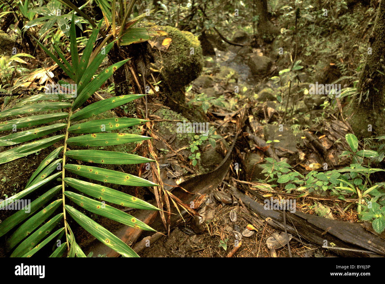 Palm tree branch on the ground in the rain forest Stock Photo - Alamy