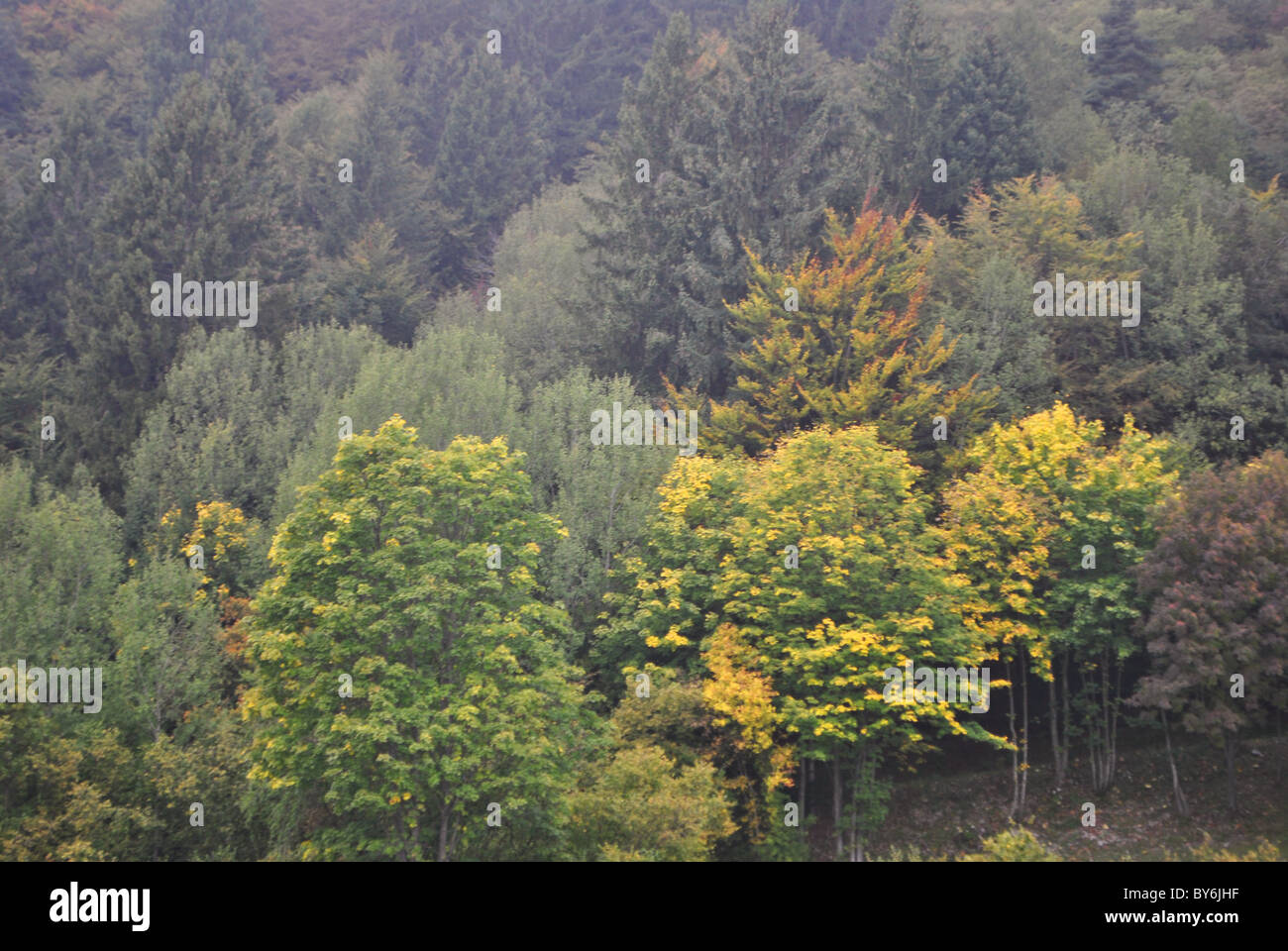 Mixed evergreen and deciduous forest with the colors of autumn hi-res ...