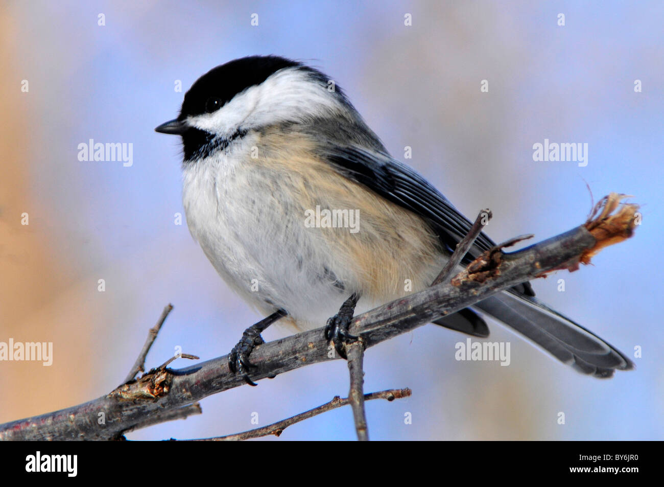 A chickadee perched on a branch in Quebec, Canada Stock Photo - Alamy