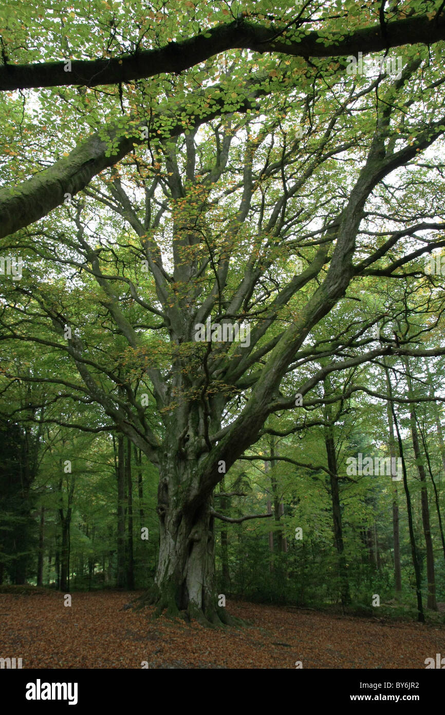 Trees growth cycle hi-res stock photography and images - Alamy