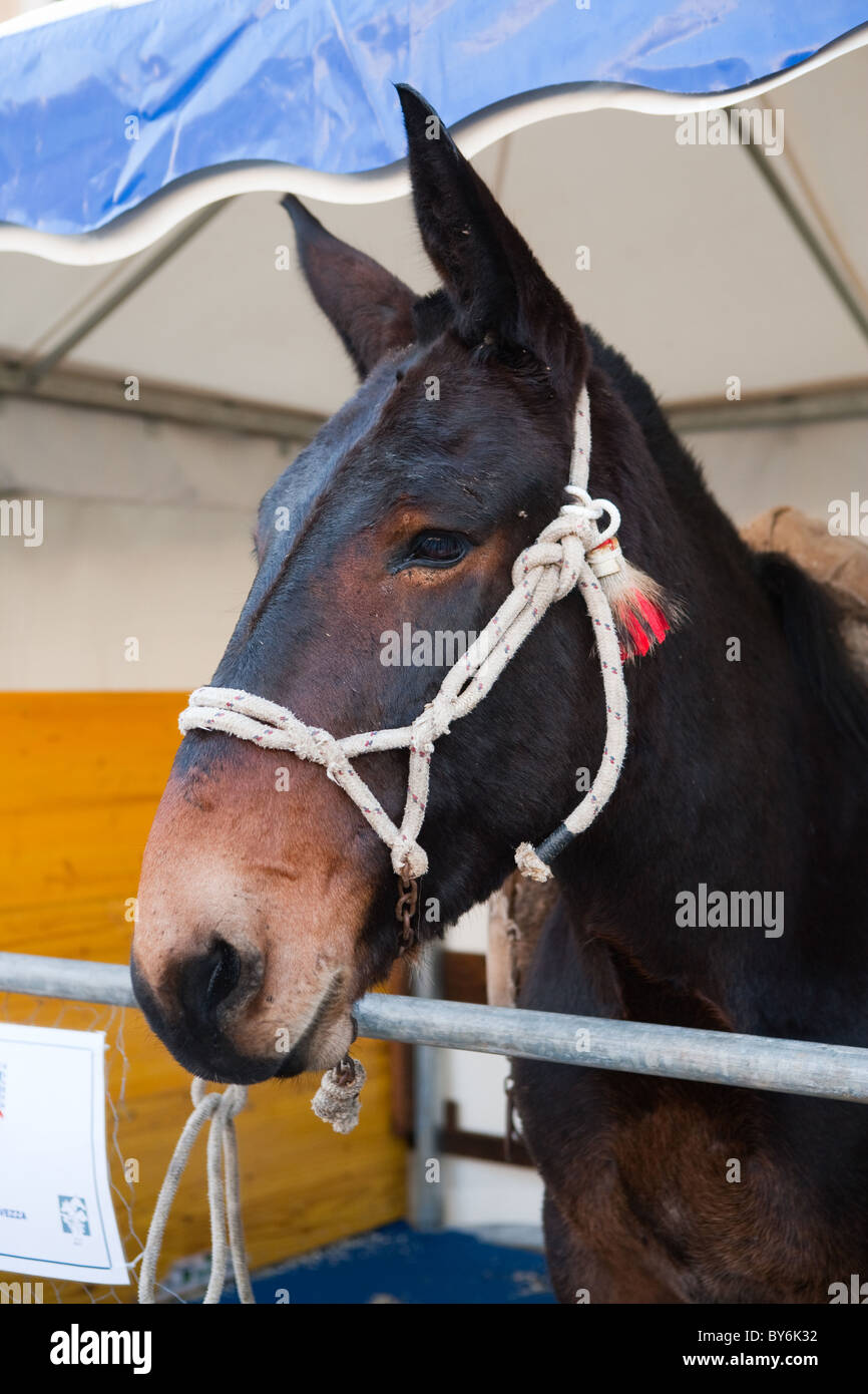 Mule Portrait head "Animals blessing" city Rome Italy Europe Stock ...