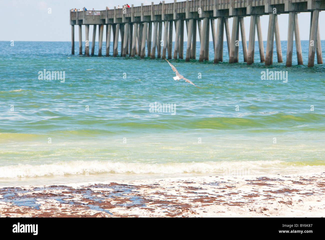 A seagull flies over pooled oil on Pensacola Beach Stock Photo - Alamy