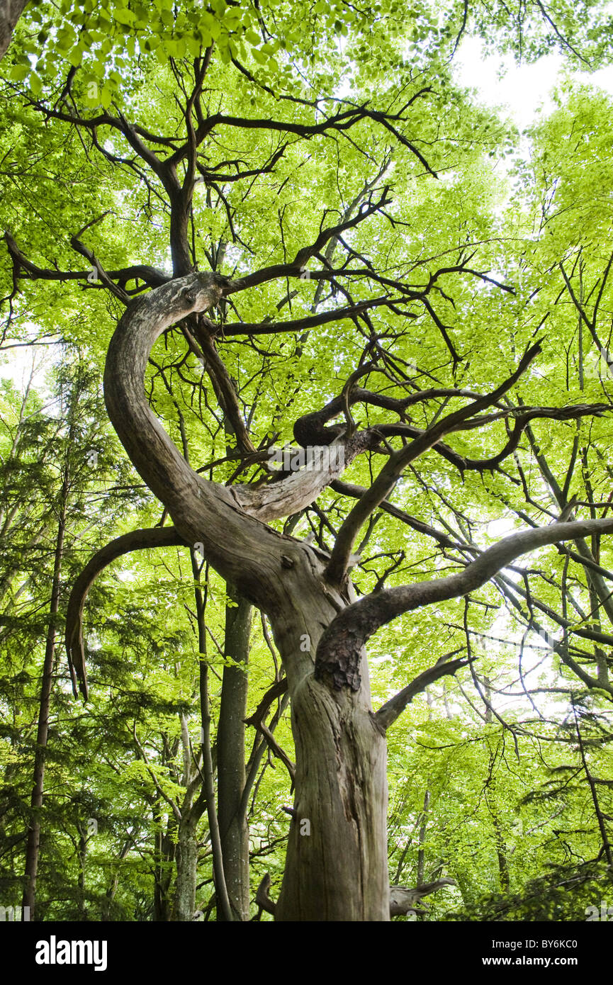 Wood, Trees, Green, Limb, Sustainability, Nature, Nobody, Plants ...