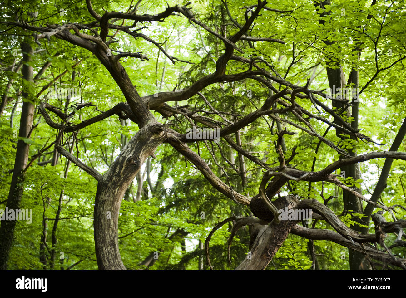 Wood, Trees, Green, Limb, Sustainability, Nature, Nobody, Plants ...