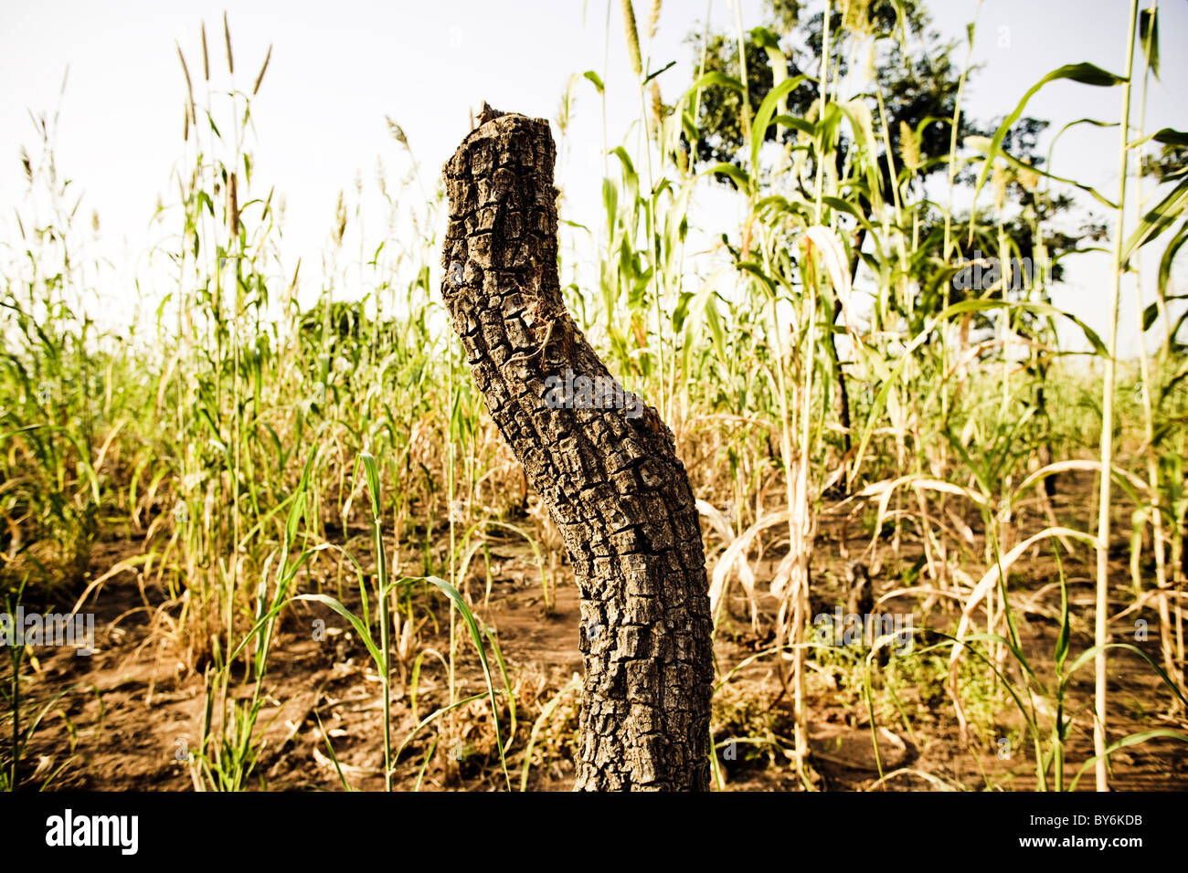 Benin africa field hi-res stock photography and images - Alamy