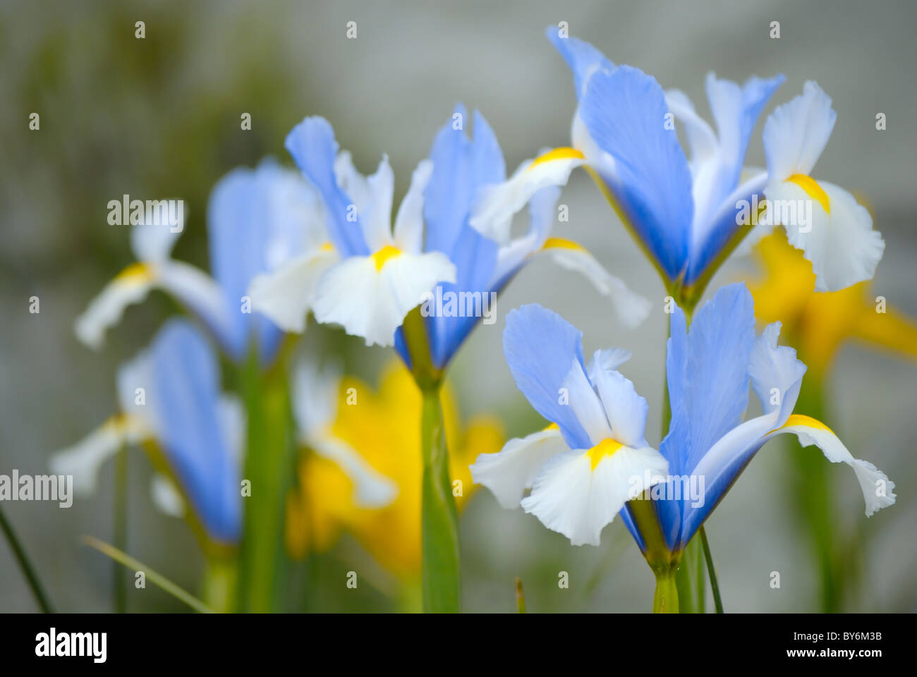 beautiful spring flower iris. nature Stock Photo - Alamy
