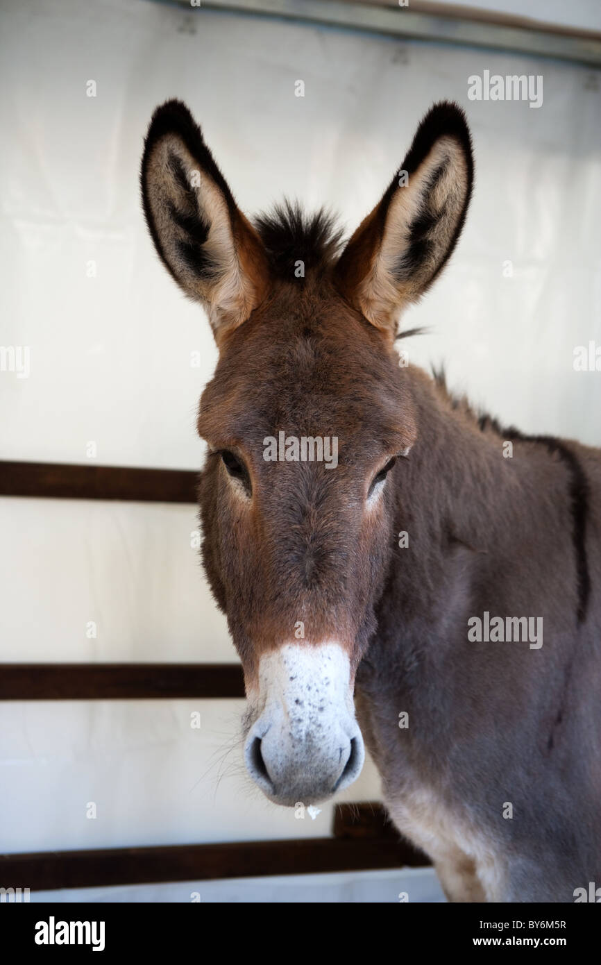 donkey at the "animals blessing" ceremony, Vatican Italy Stock Photo ...