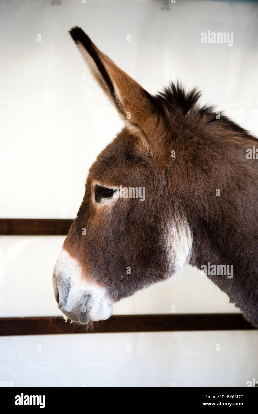 donkey at the "animals blessing" ceremony, Vatican Italy Stock Photo ...