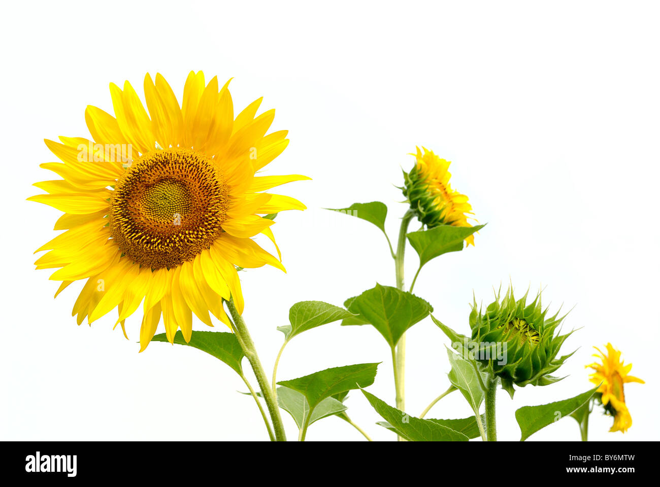 Pattern field bright yellow Cut Out Stock Images & Pictures - Alamy