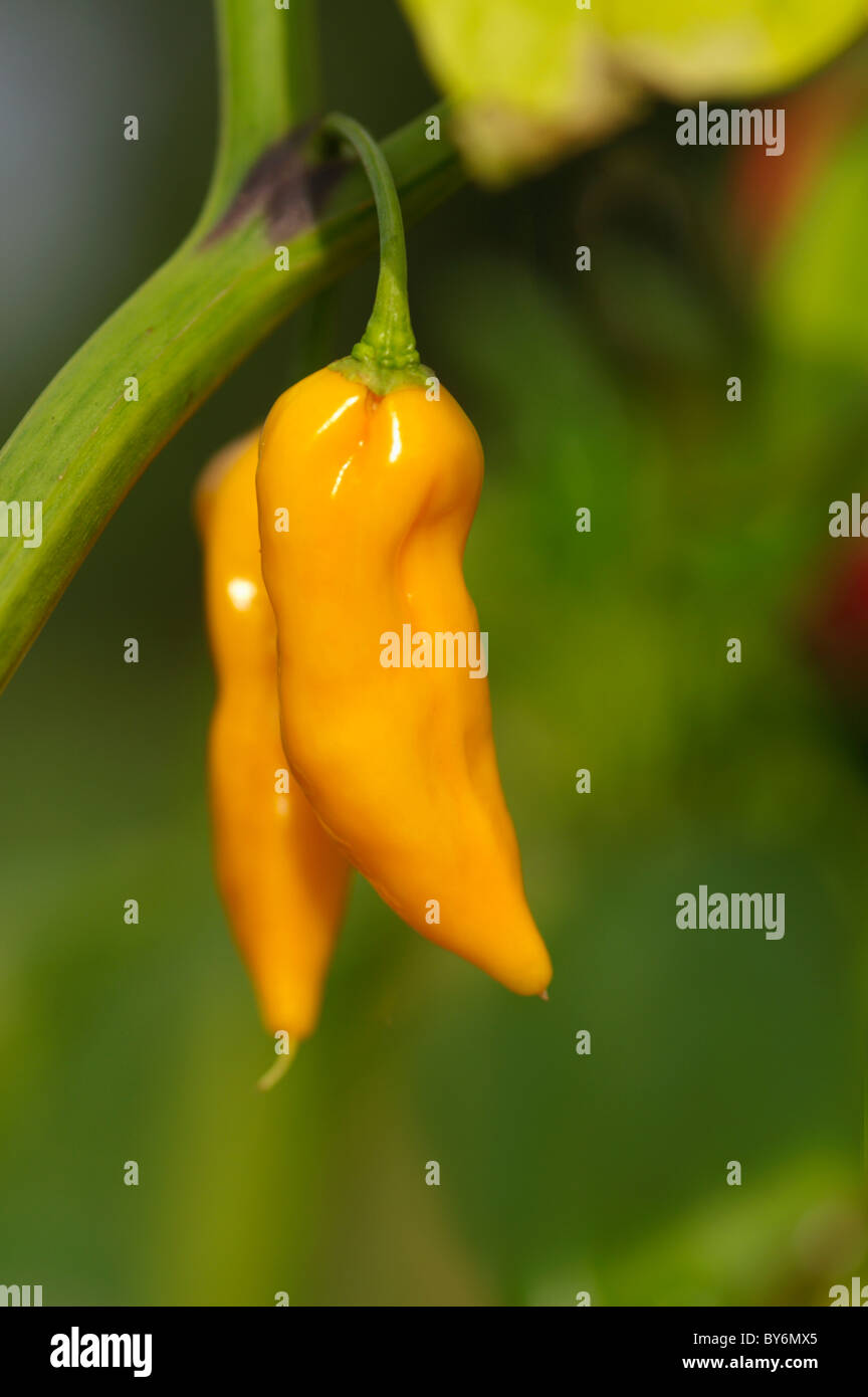 Capsicum Fatali Chilli Pepper Stock Photo - Alamy