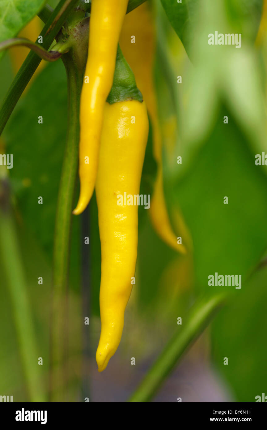 Capsicum baccatum aji Russian Yellow Stock Photo - Alamy