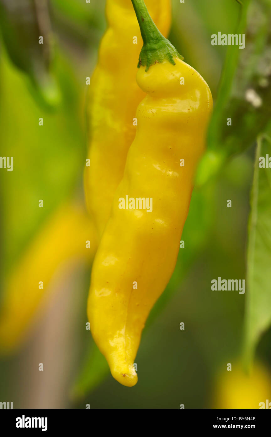 Aji chilli hi-res stock photography and images - Alamy