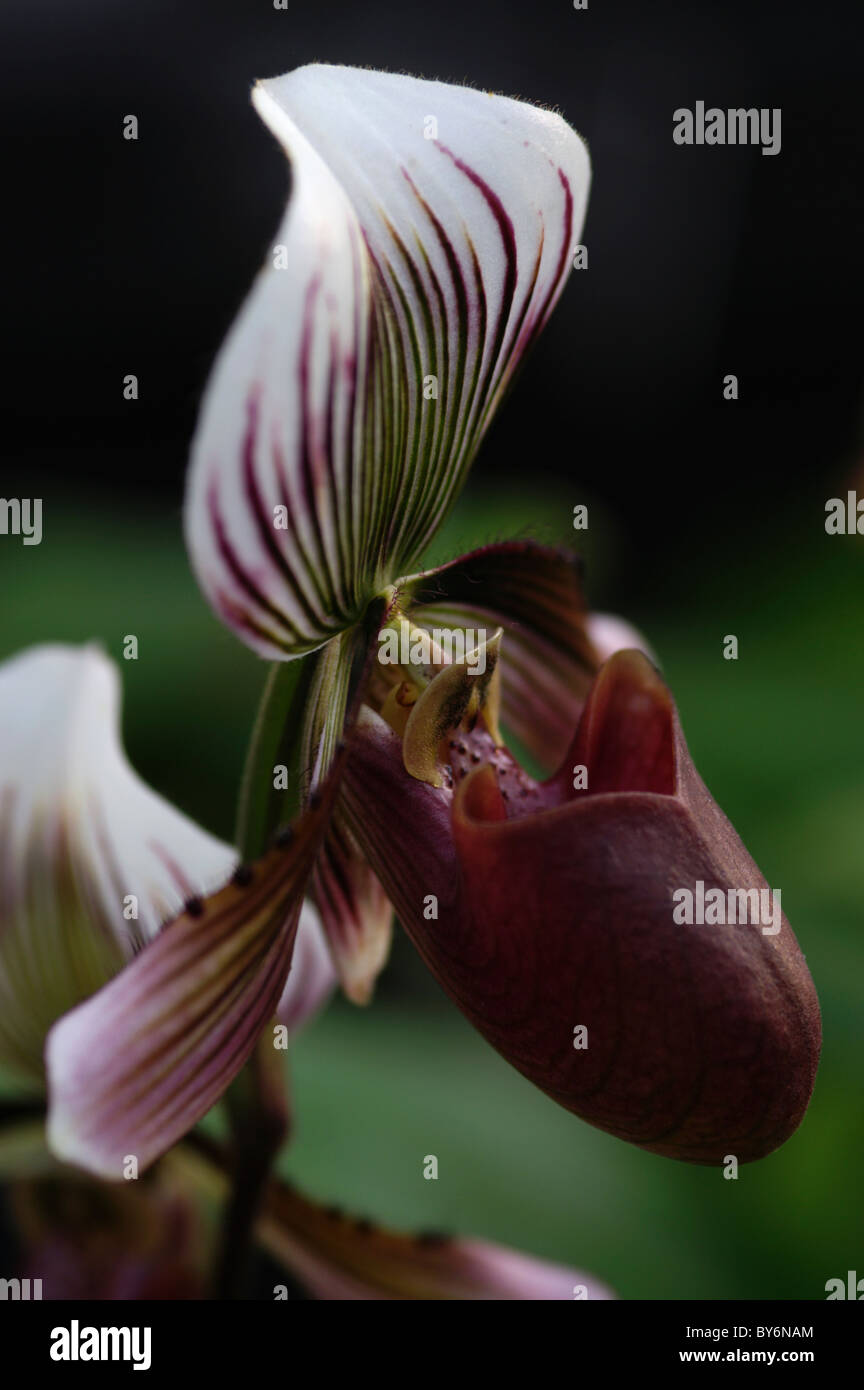 Floradise hi-res stock photography and images - Alamy