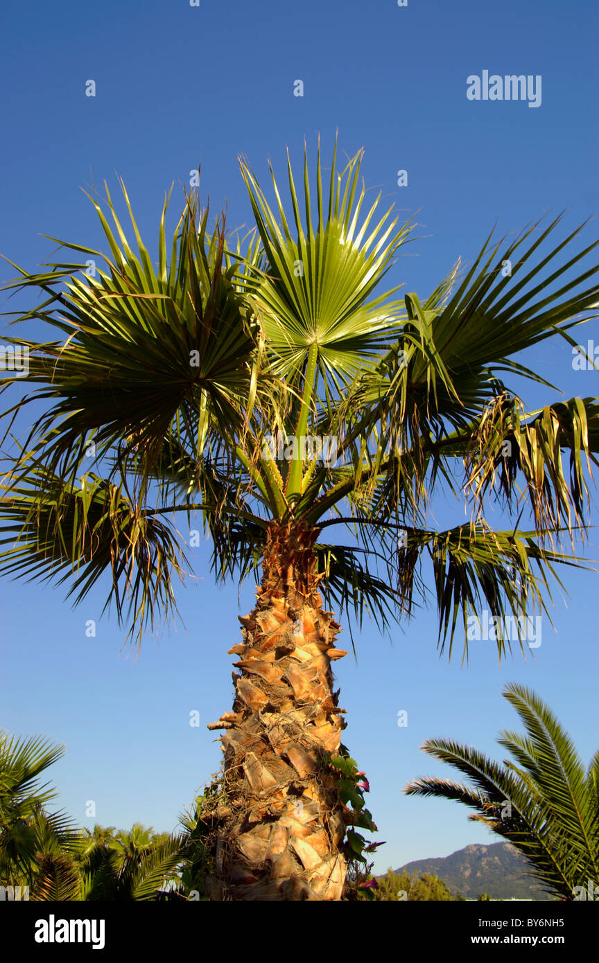 WASHINGTONIA ROBUSTA PALM Stock Photo - Alamy
