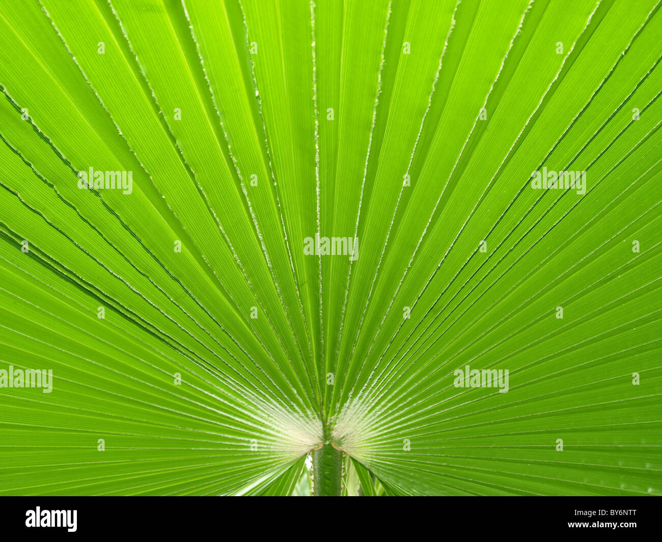 green sheet background Stock Photo - Alamy