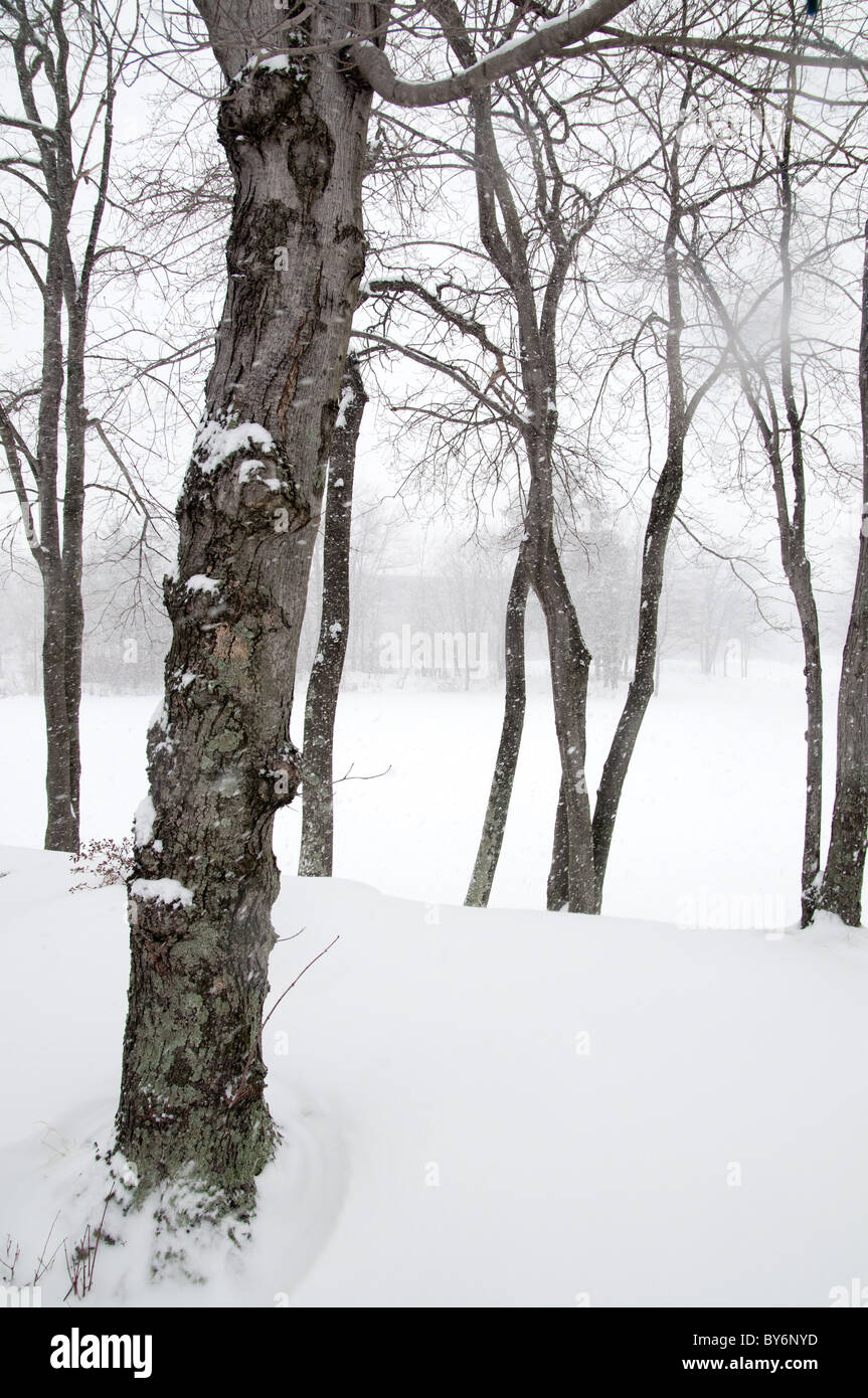 A small grove of trees beside one of the ponds at the Edgewater Office ...