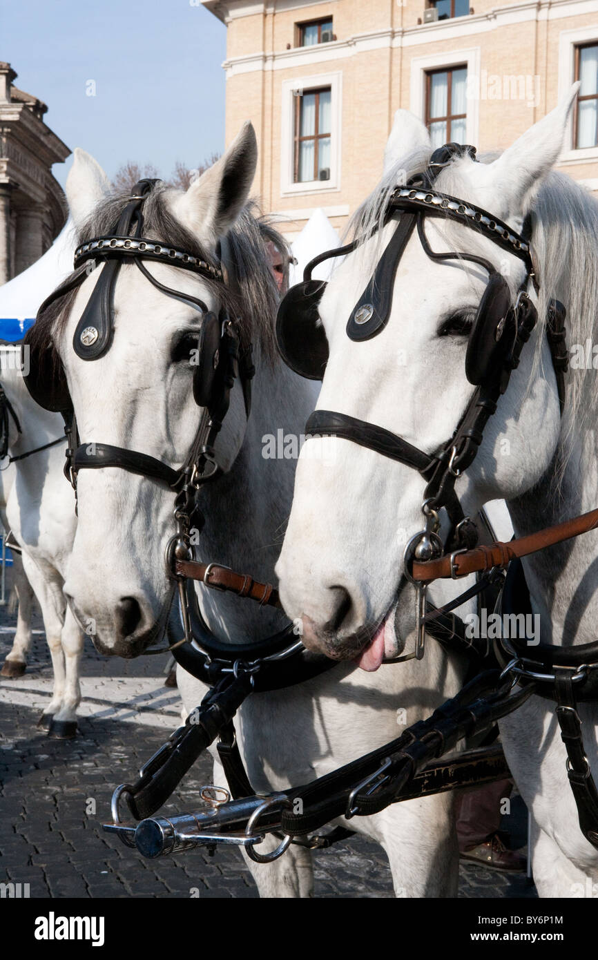 Rome Italy parade in the street near Vatican city for the "animals ...