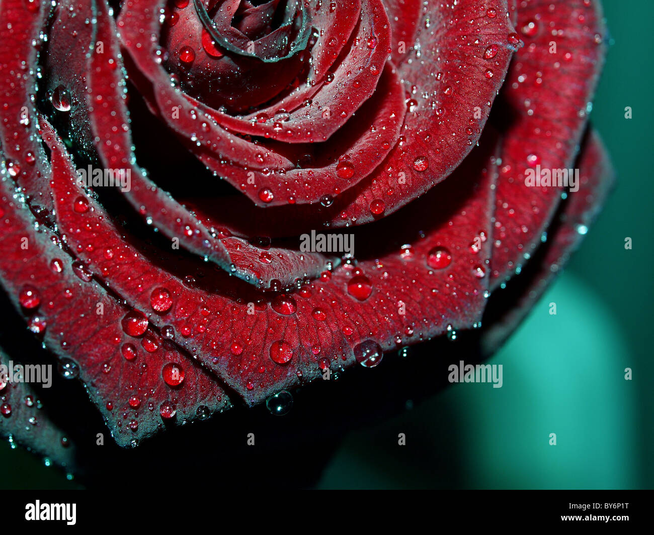 Macro image of dark red rose with water droplets Stock Photo - Alamy