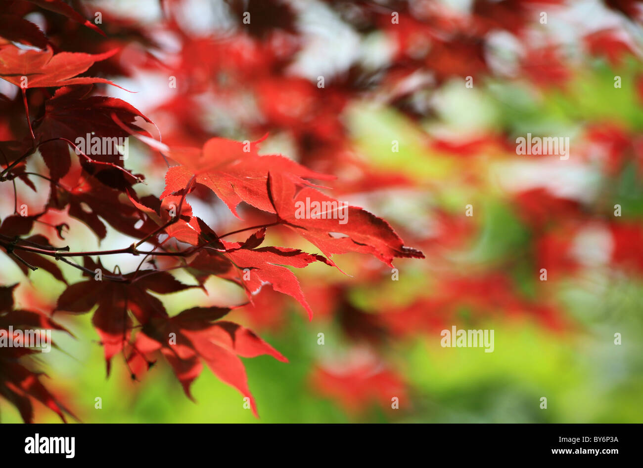 Field maple leaf hi-res stock photography and images - Alamy