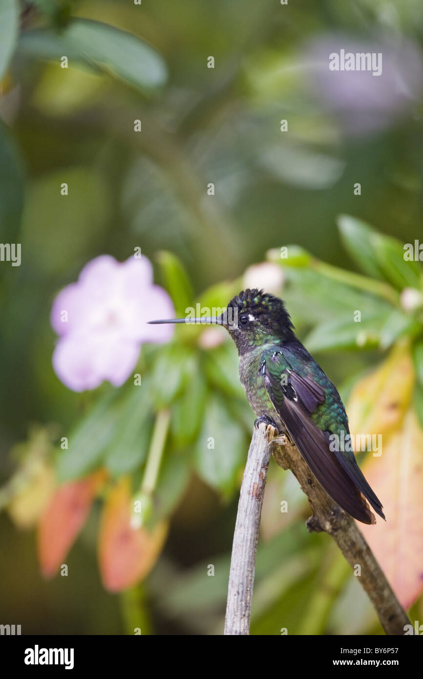 Magnificent Hummingbird male, Eugenes fulgens, Cerro de la Muerte ...