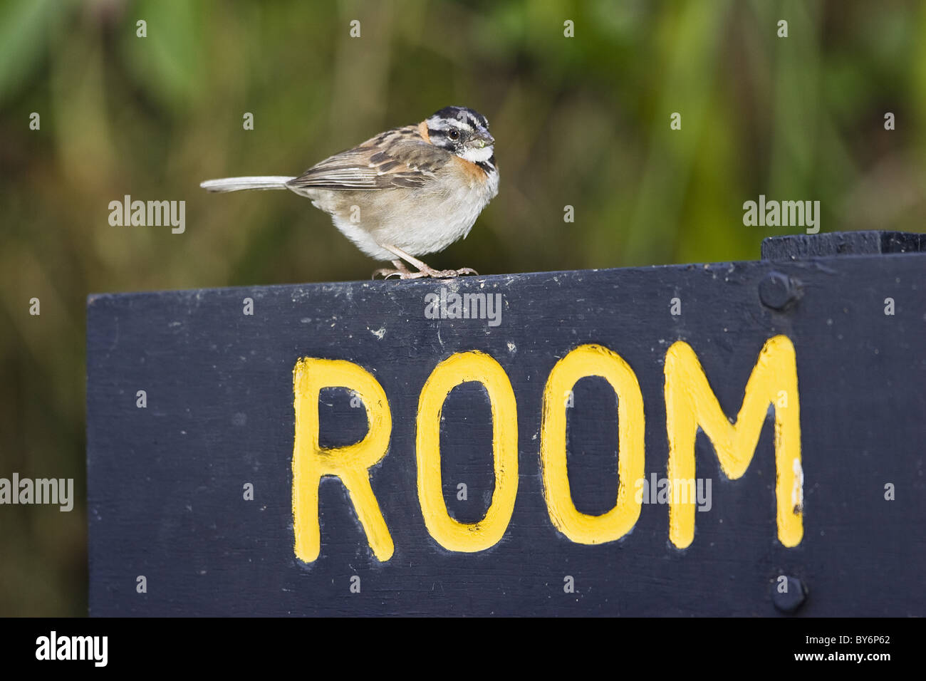 Rufous-collared Sparrow sitting on a room sign, Zonotrichia capensis ...