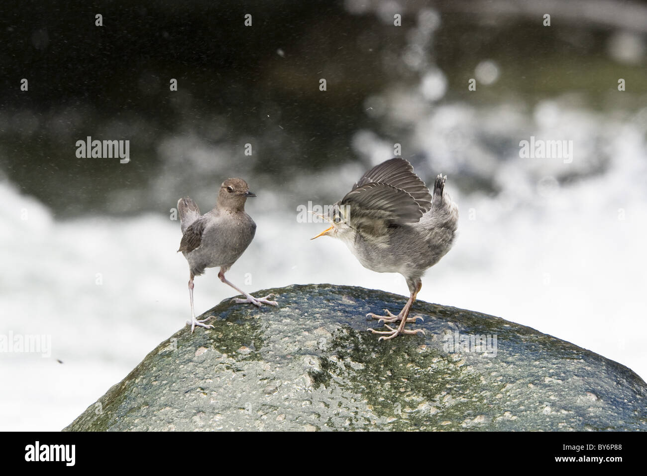 Water ouzel hi-res stock photography and images - Alamy