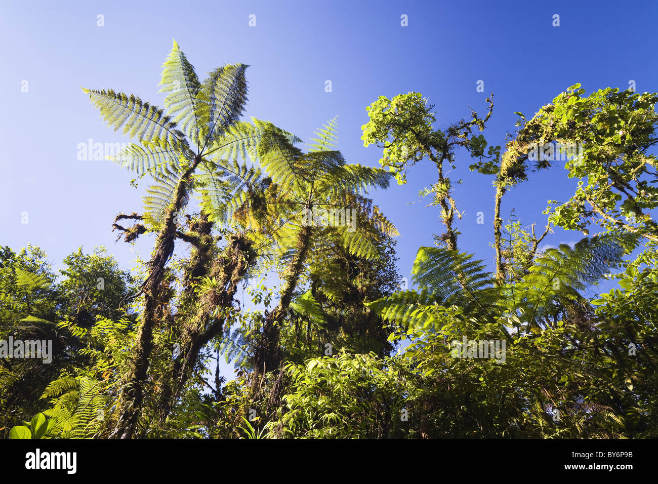 Tree ferns in the rainforest of Tapanti National Park, Costa Rica Stock ...