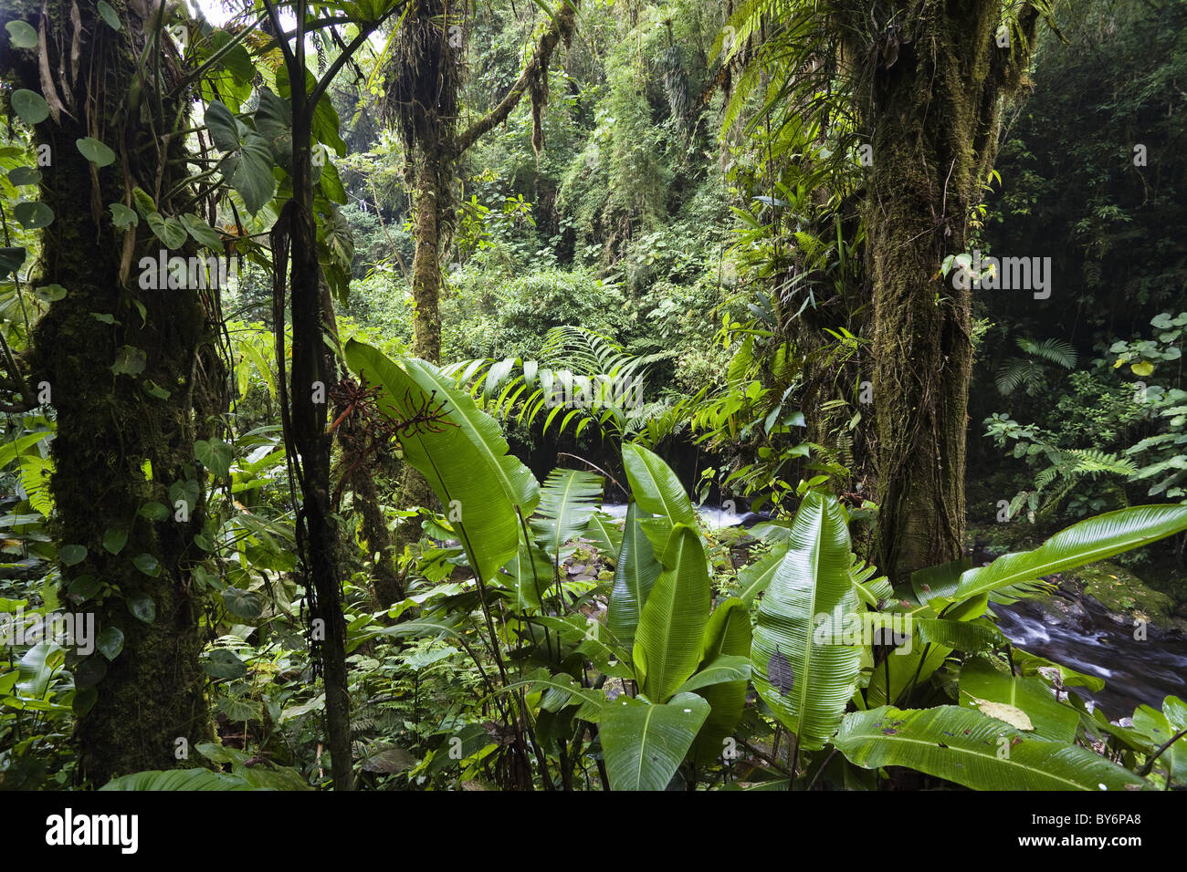Rainforest at poas Volcano foothills, Costa Rica Stock Photo - Alamy