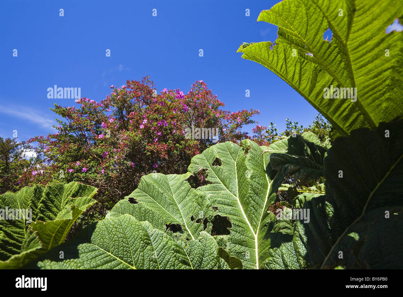 Gunnera and flowering bush in the mountainous rainforest of Volcano ...