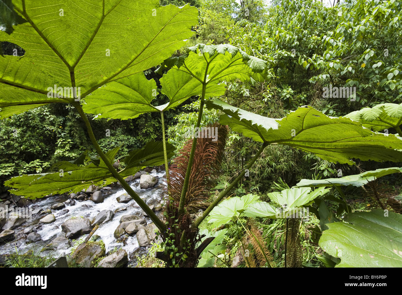 Gunnera in the mountainous rainforest of Volcano Poas National Park ...