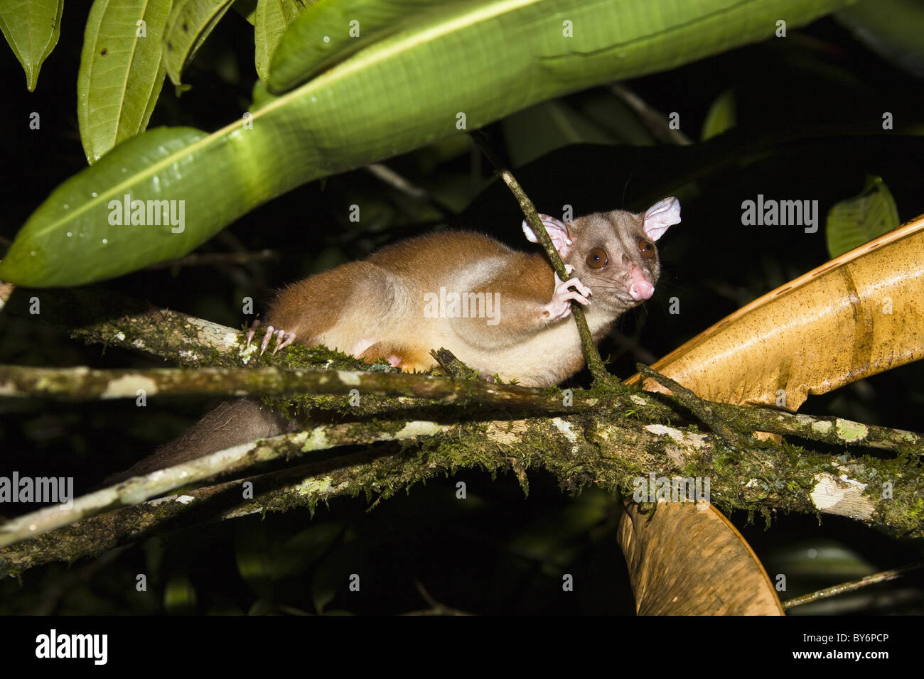 Woolly Opossum in lowland rainforest, Caluromys derbianus, Braulio ...