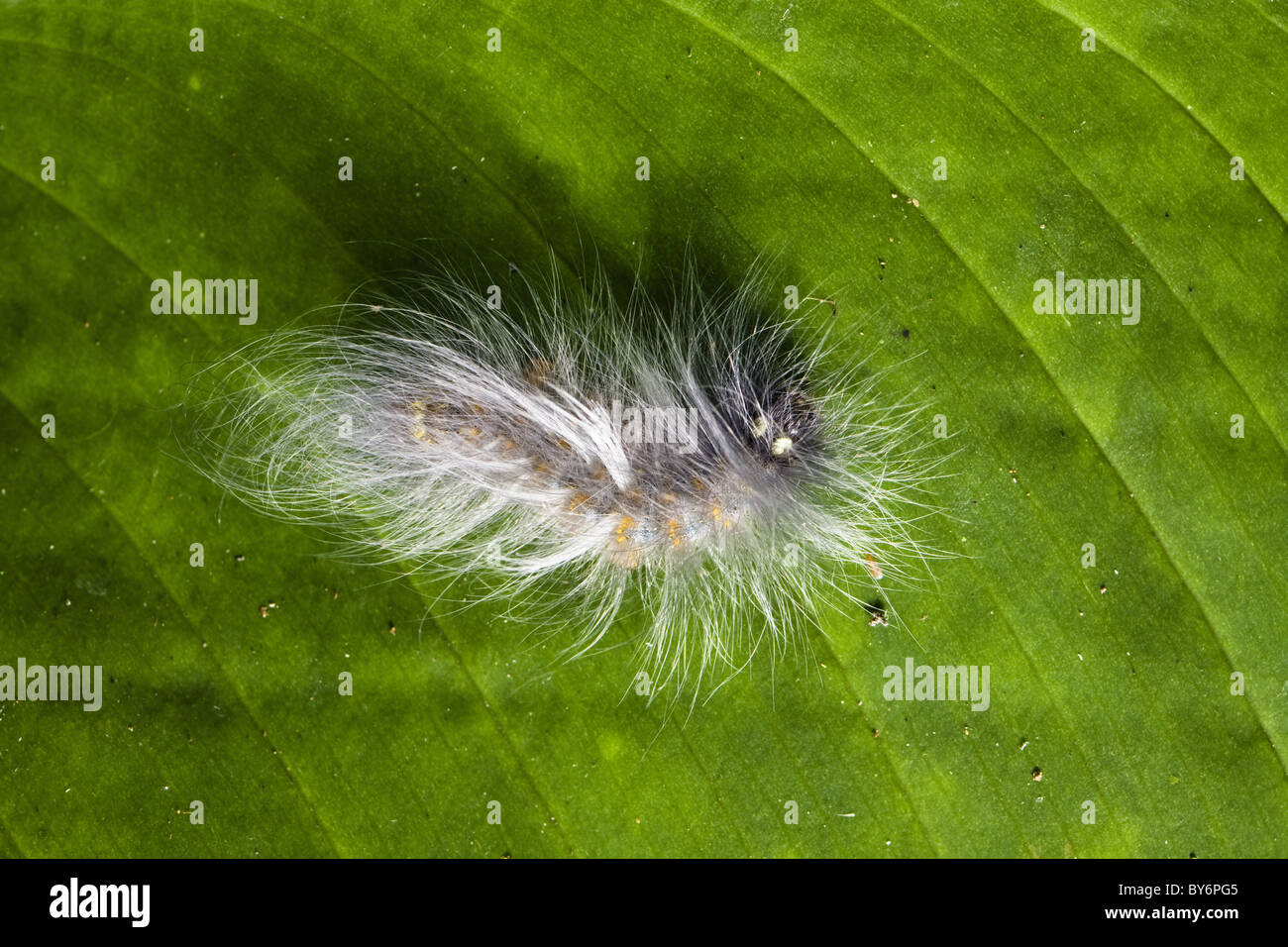 hairy caterpillar in lowland rainforest, Braulio Carrillo Nationa Park ...