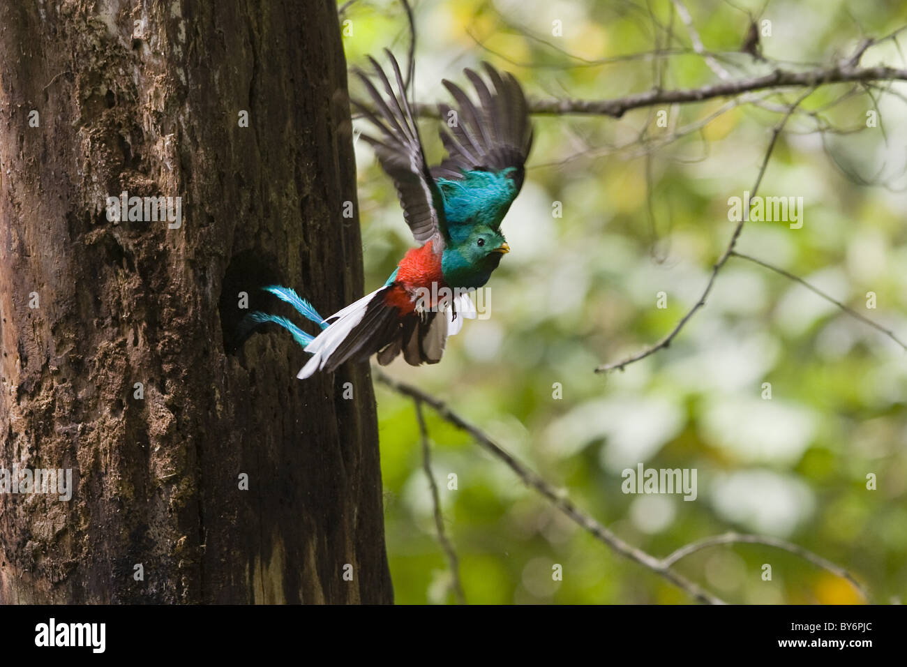 Resplendent Quetzal male in flight, Pharomachrus mocinno costaricensis ...