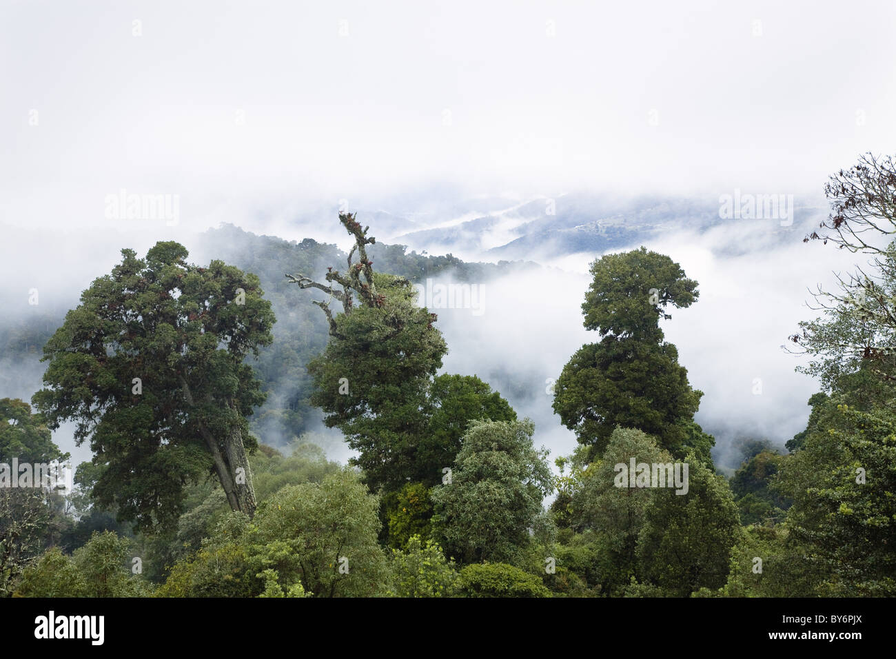 Rainforest at Cerro de la muerte, Costa Rica Stock Photo - Alamy