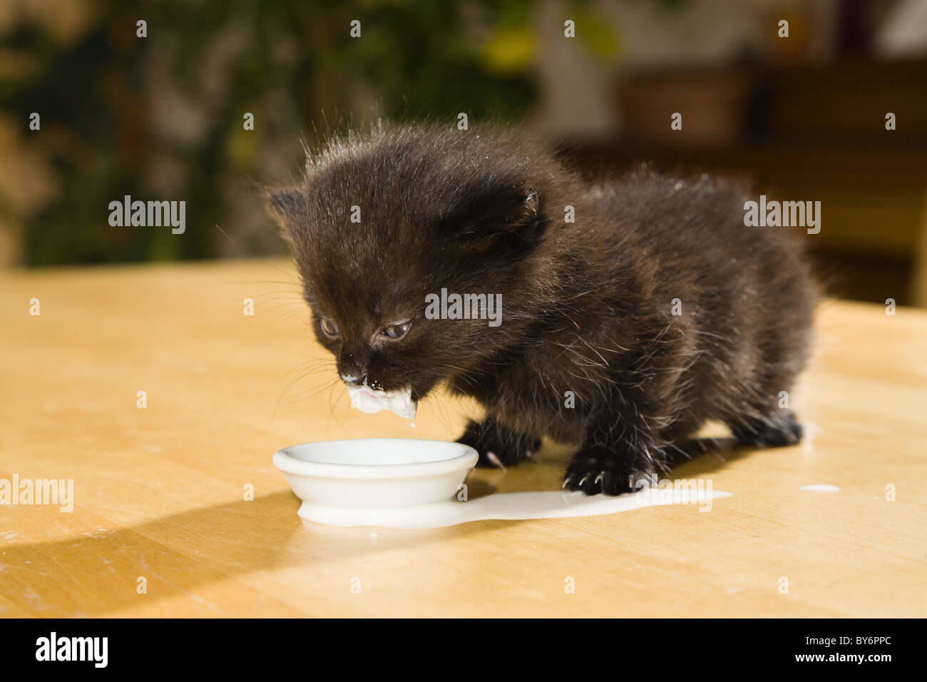 Cats drinking milk hi-res stock photography and images - Alamy