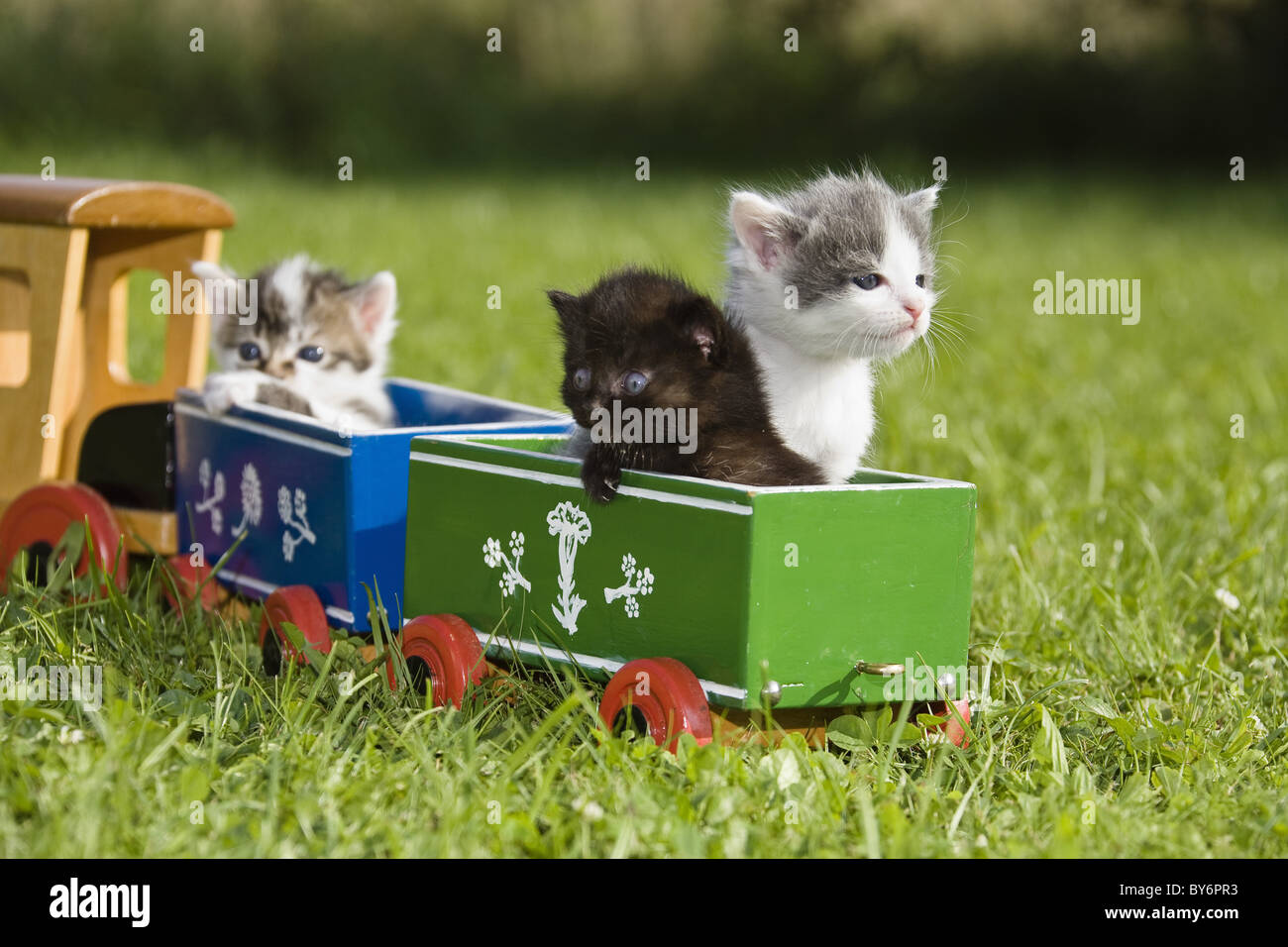 Young domestic cats playing with a wooden toy train in the garden ...