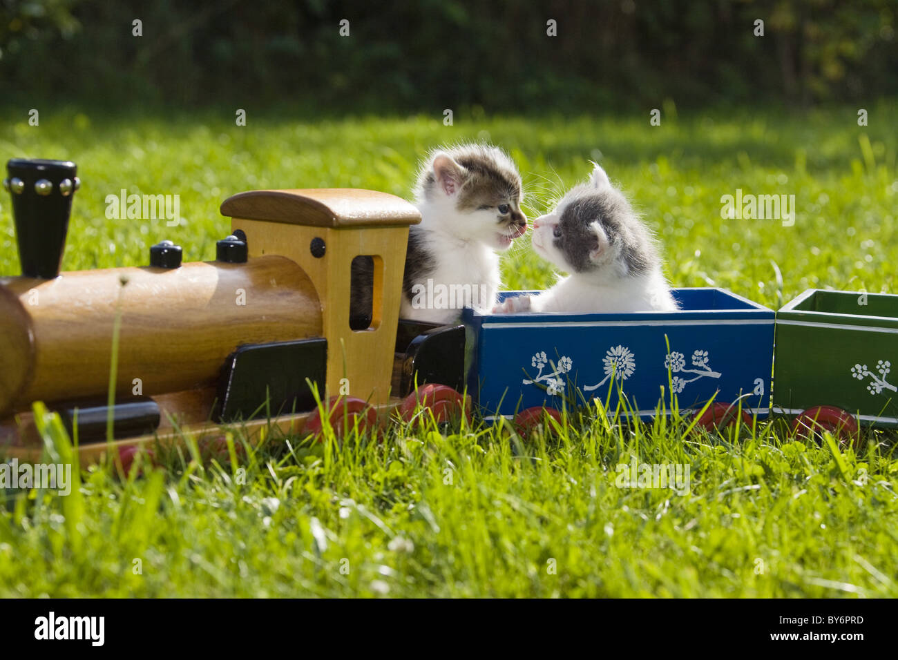 Young domestic cats, kittens playing with a wooden toy train in the ...