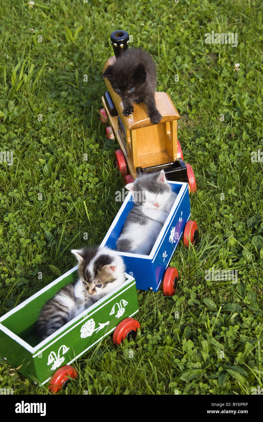 Train cats hi-res stock photography and images - Alamy
