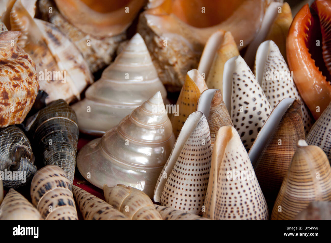 Seashell display hi-res stock photography and images - Alamy