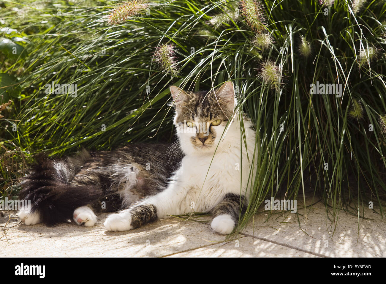 Domestic cat sitting in the garden, Germany Stock Photo - Alamy