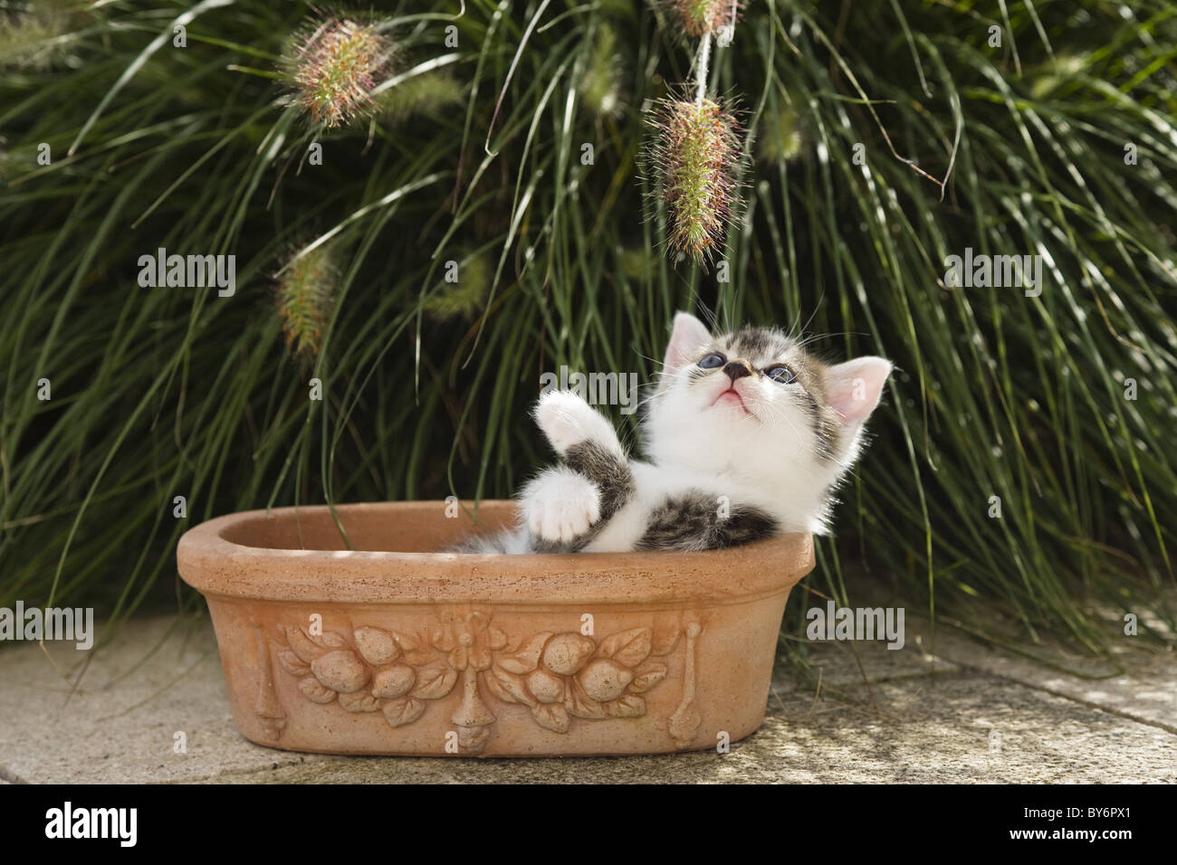 Kitten playing with flowers hi-res stock photography and images - Alamy