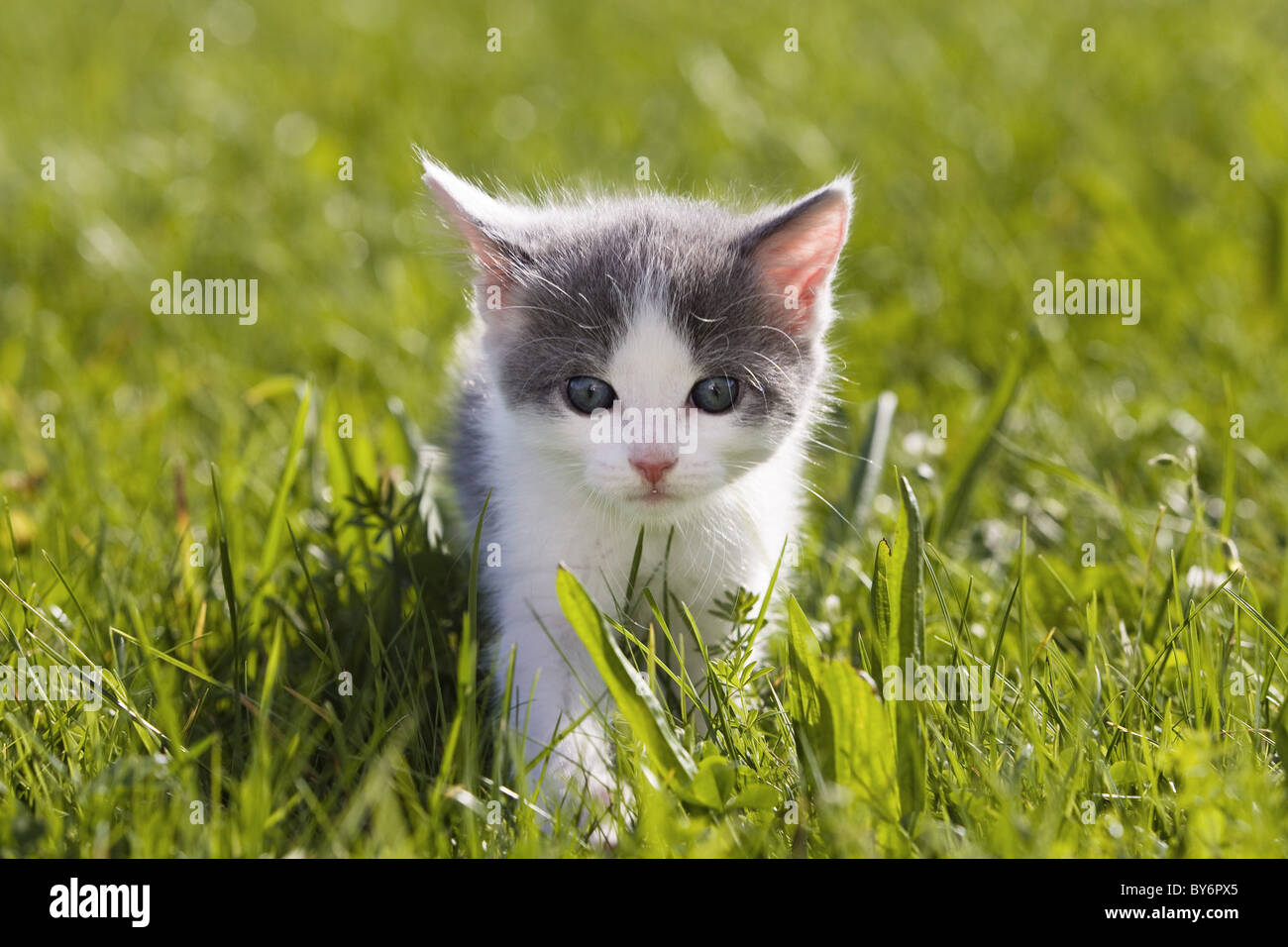 young domestic cat, kitten in the garden, Germany Stock Photo - Alamy